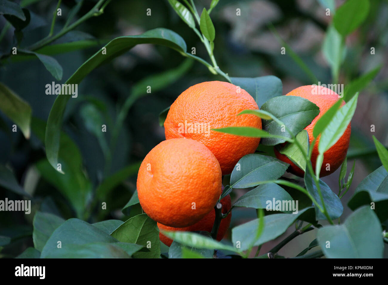 Gewa tree hi-res stock photography and images - Alamy