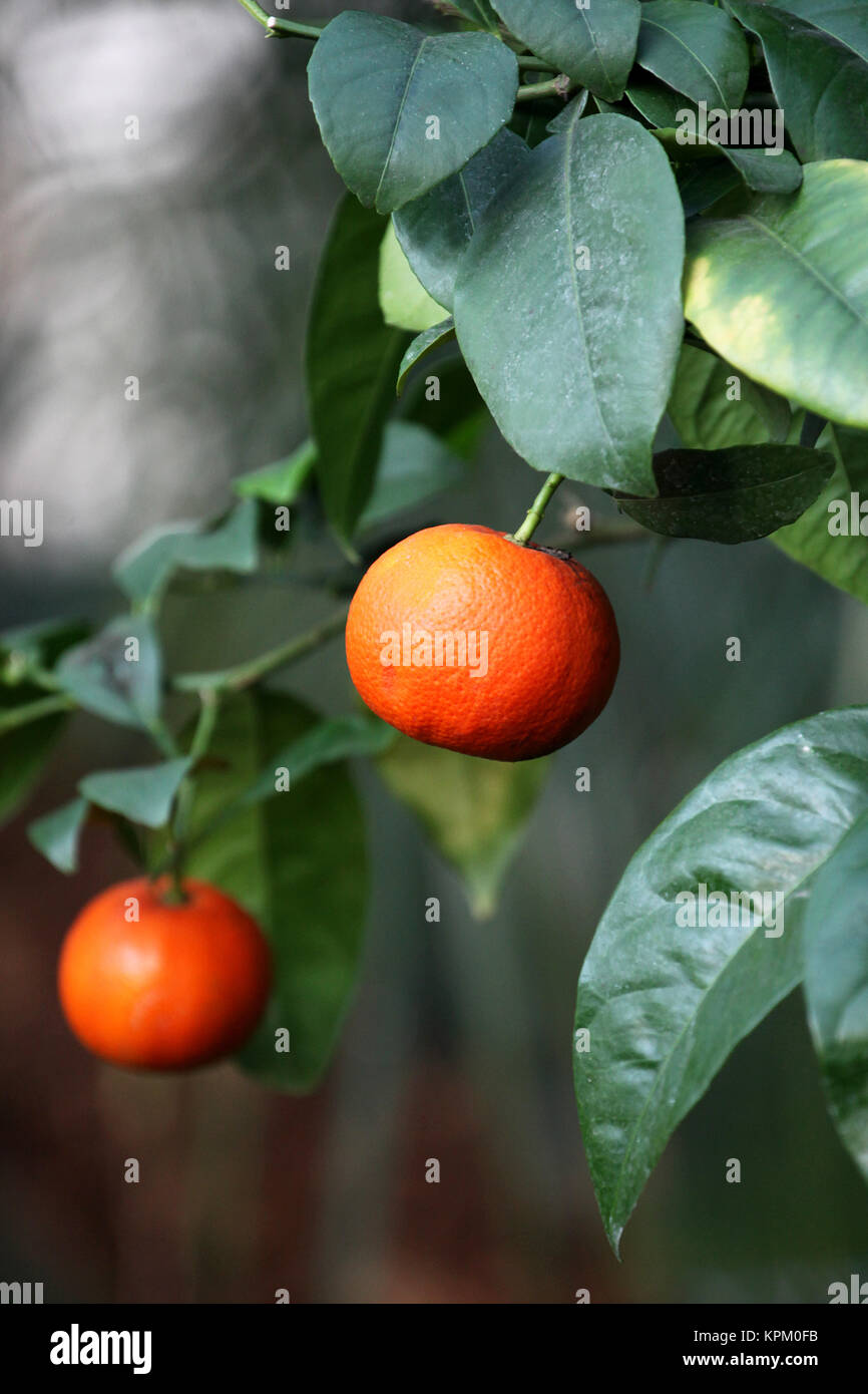 Gewa tree hi-res stock photography and images - Alamy