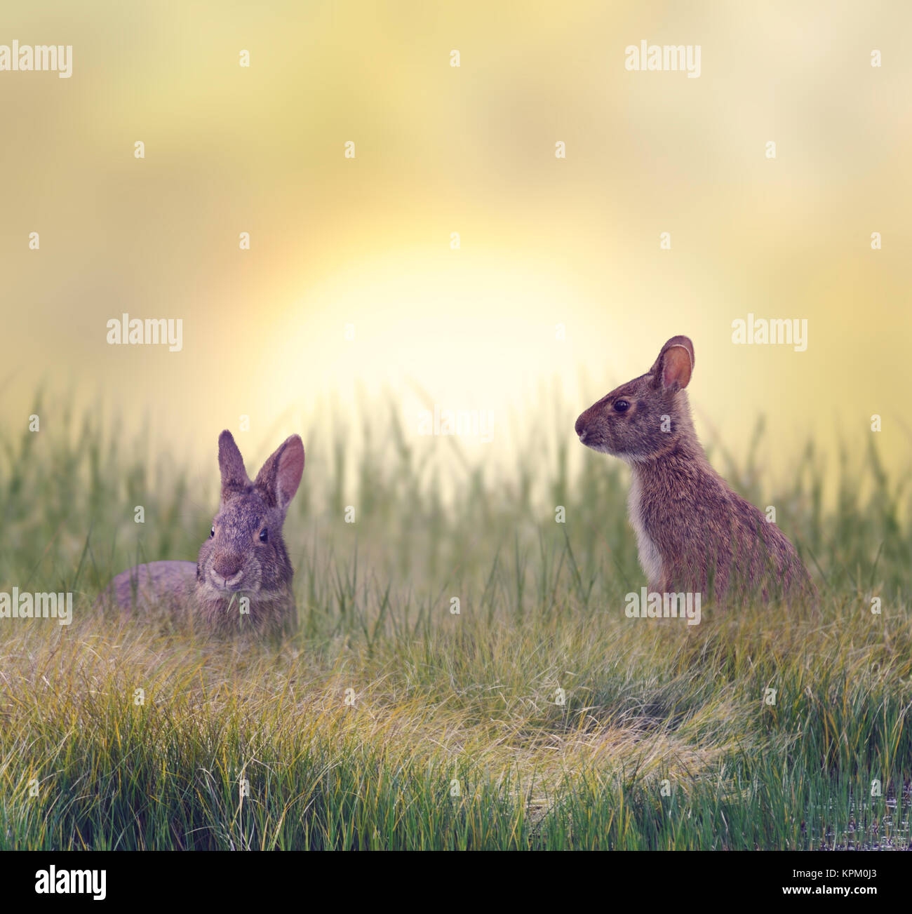 Rabbits marsh hi-res stock photography and images - Alamy