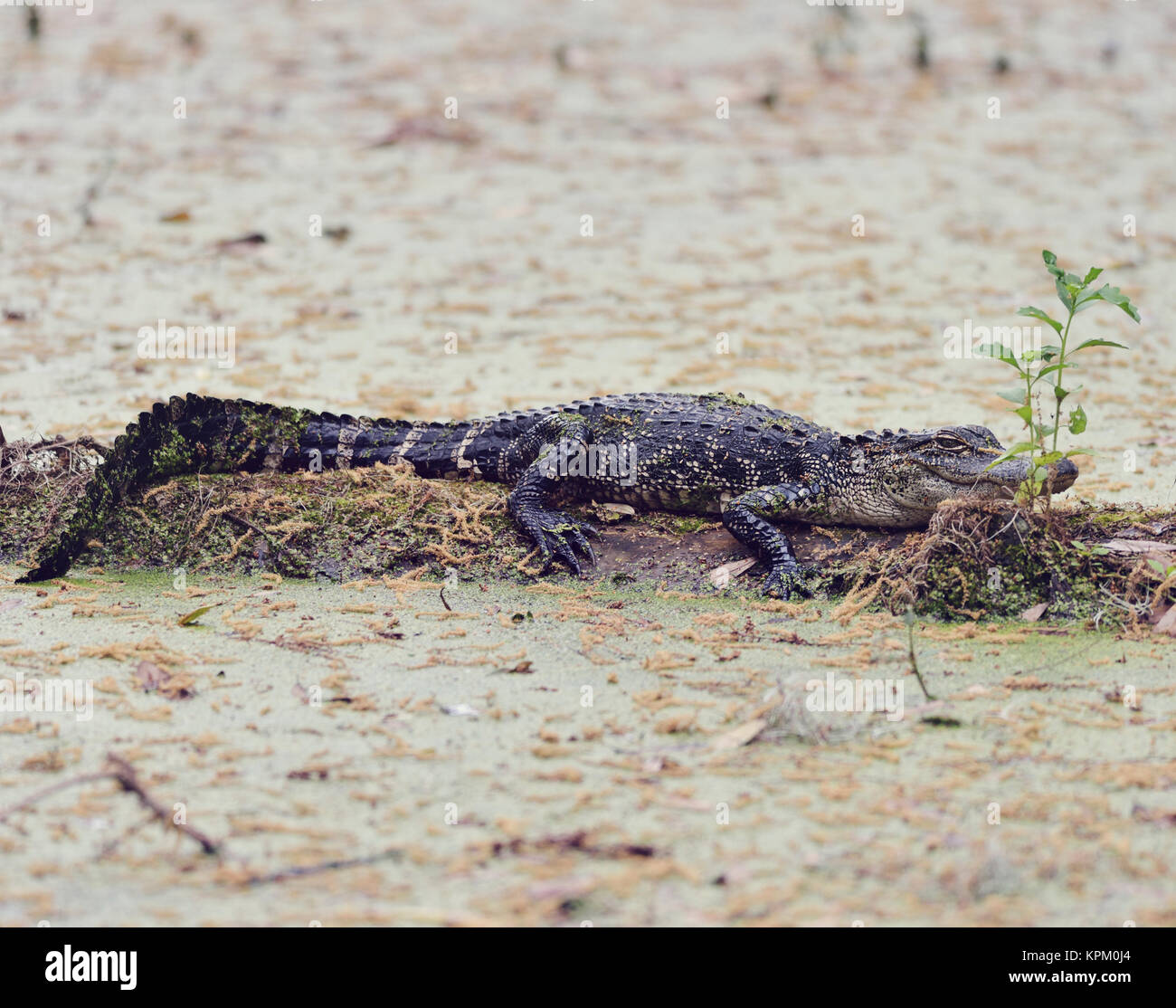 Young Florida Alligator Stock Photo - Alamy