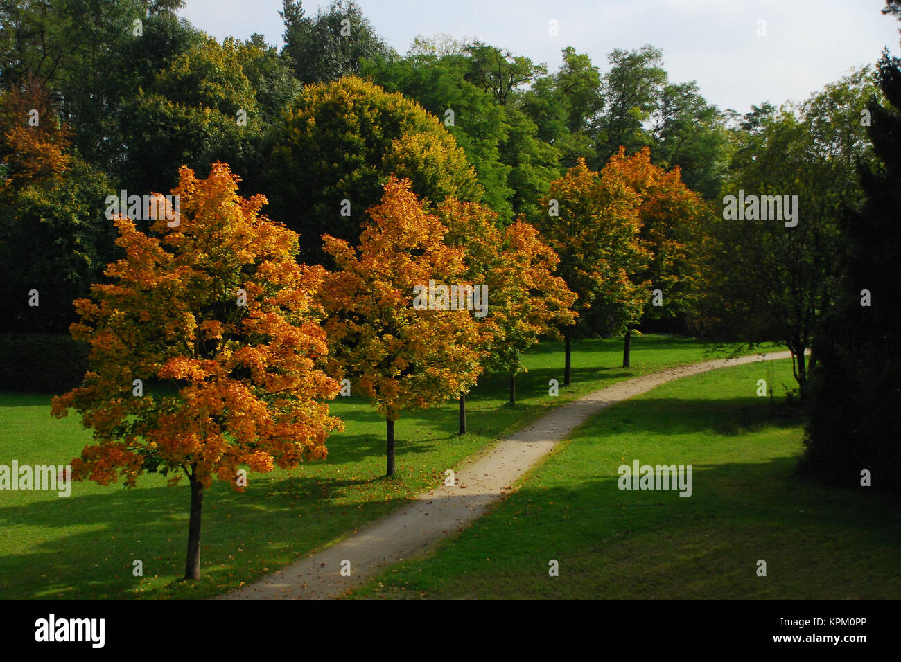 path under deciduous tree Stock Photo - Alamy