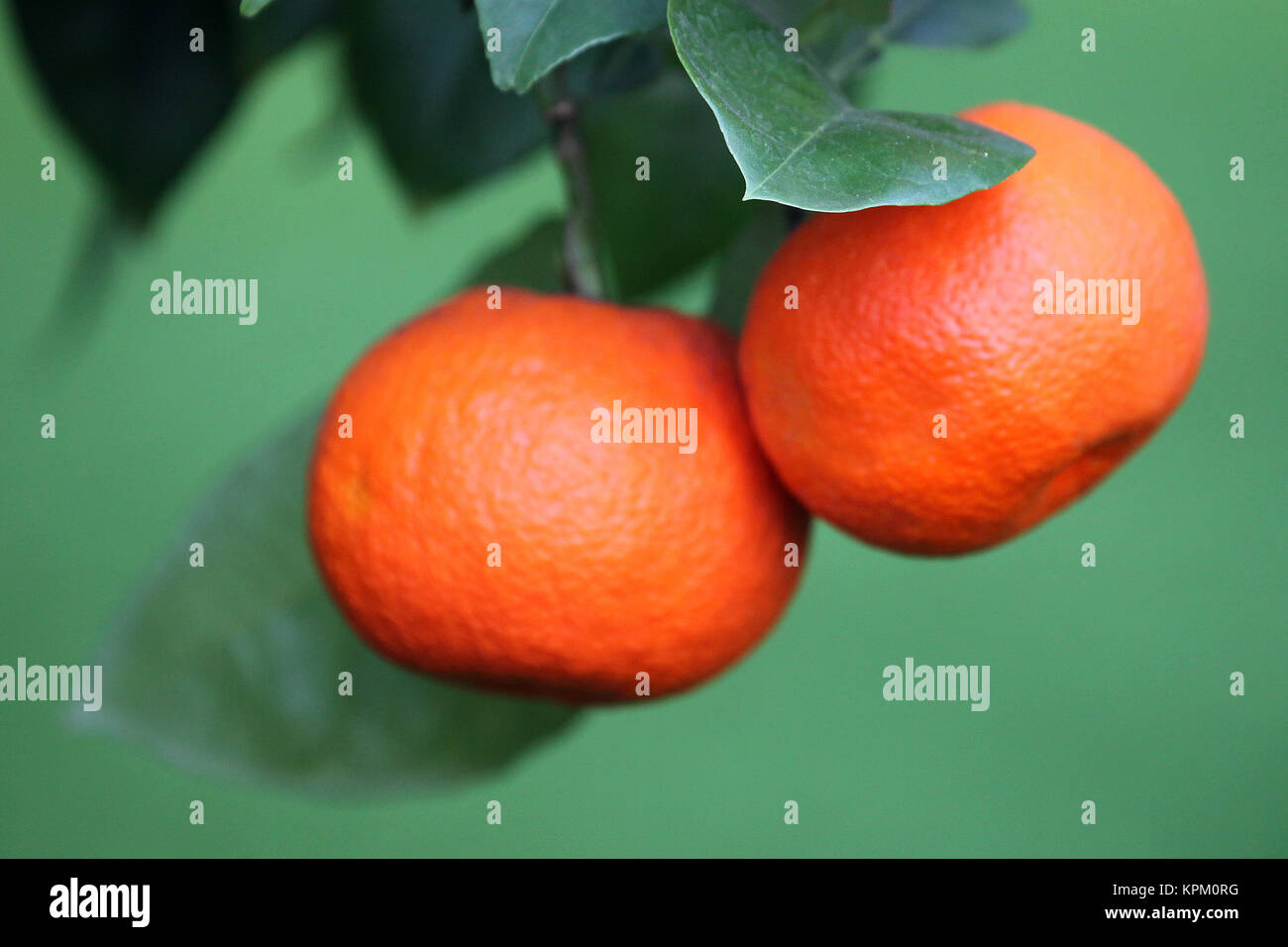 Gewa tree hi-res stock photography and images - Alamy