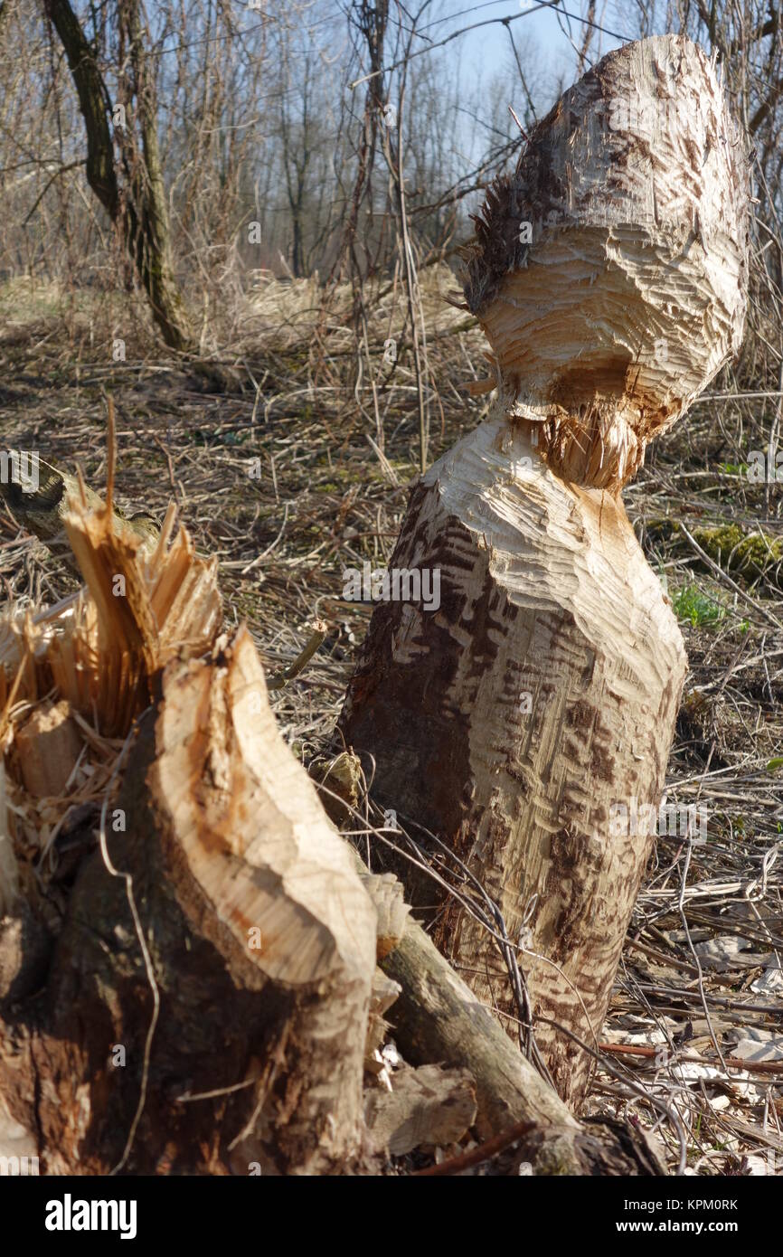 food marks from the beaver Stock Photo - Alamy