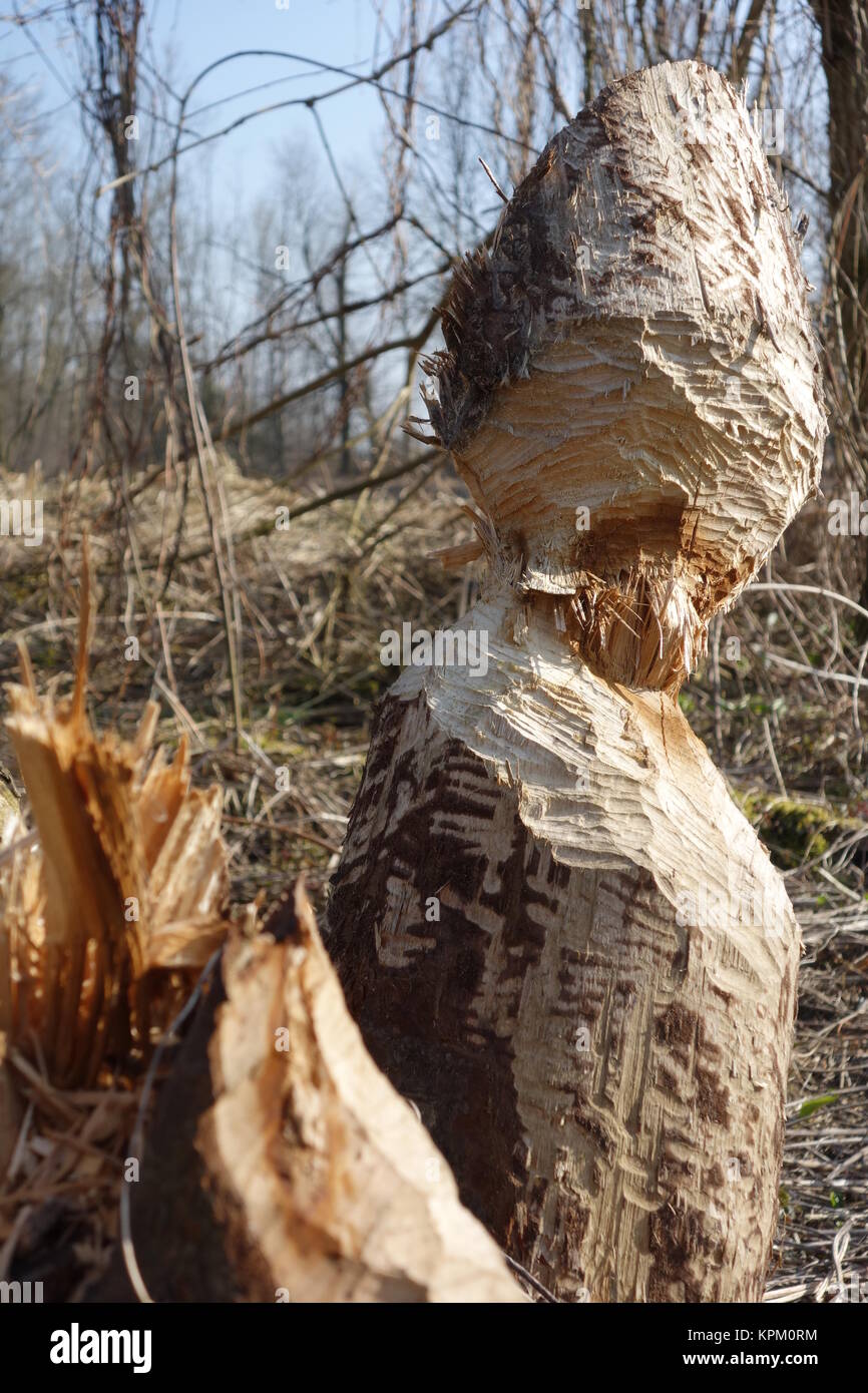 Habitat traces hi-res stock photography and images - Alamy