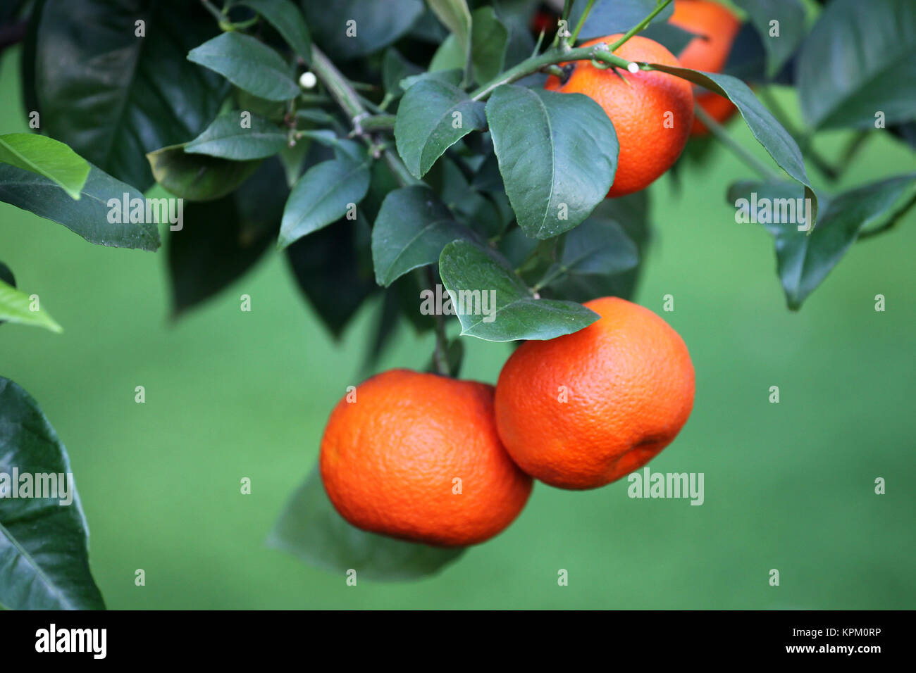 Gewa tree hi-res stock photography and images - Alamy