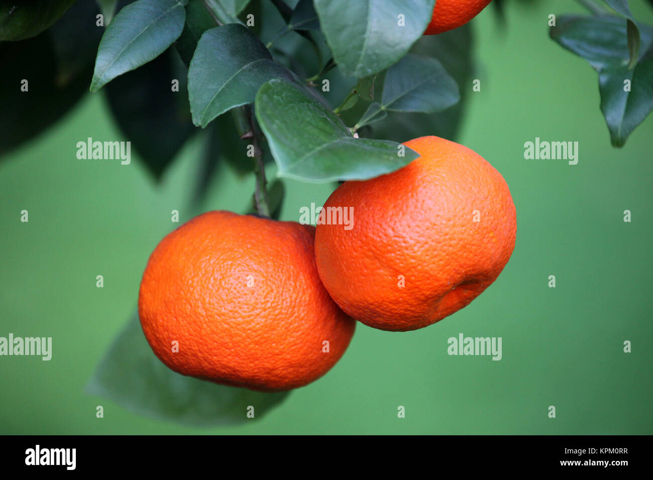 Gewa tree hi-res stock photography and images - Alamy