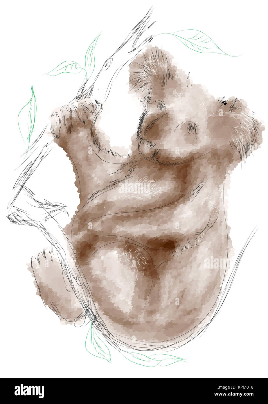 Koala drawing hi-res stock photography and images - Alamy