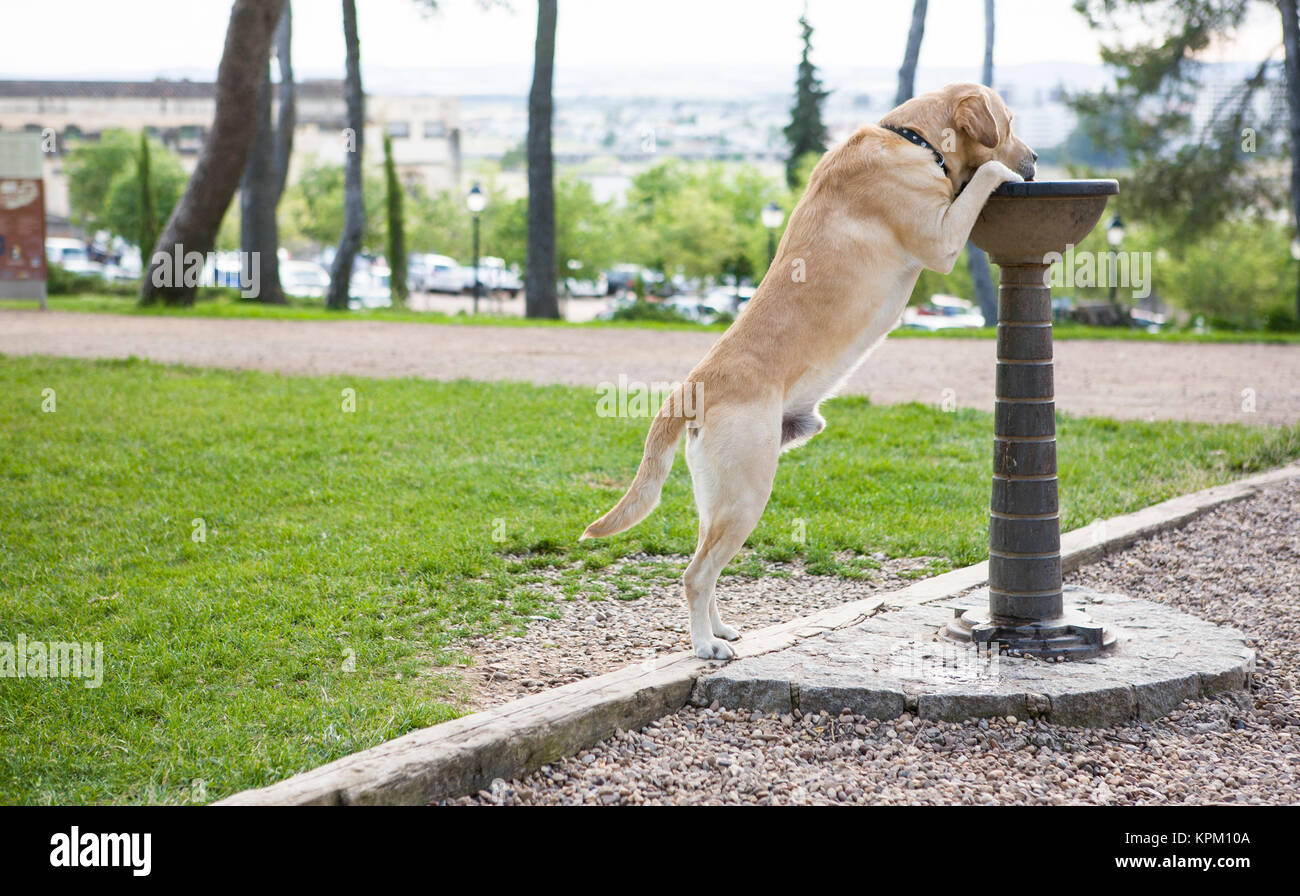 Labrador dog drinking water from the fountain Stock Photo - Alamy
