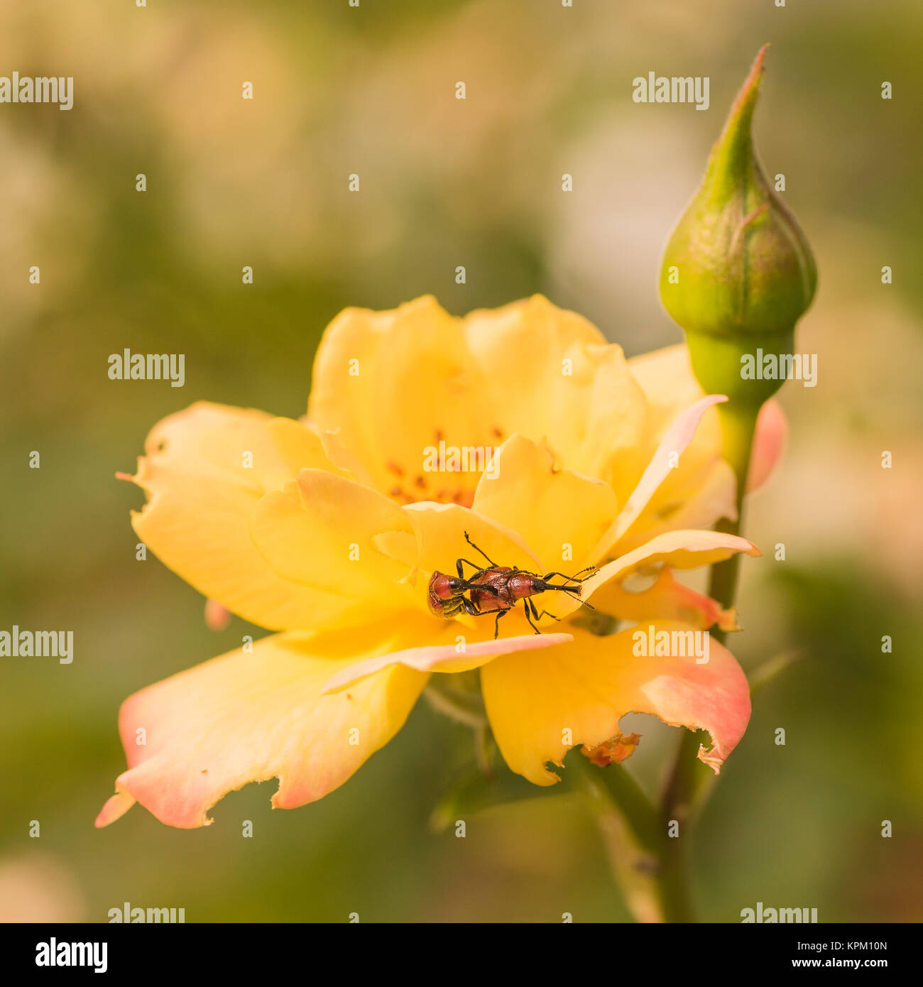 Two Mating Rose Curculio Weevils Stock Photo - Alamy