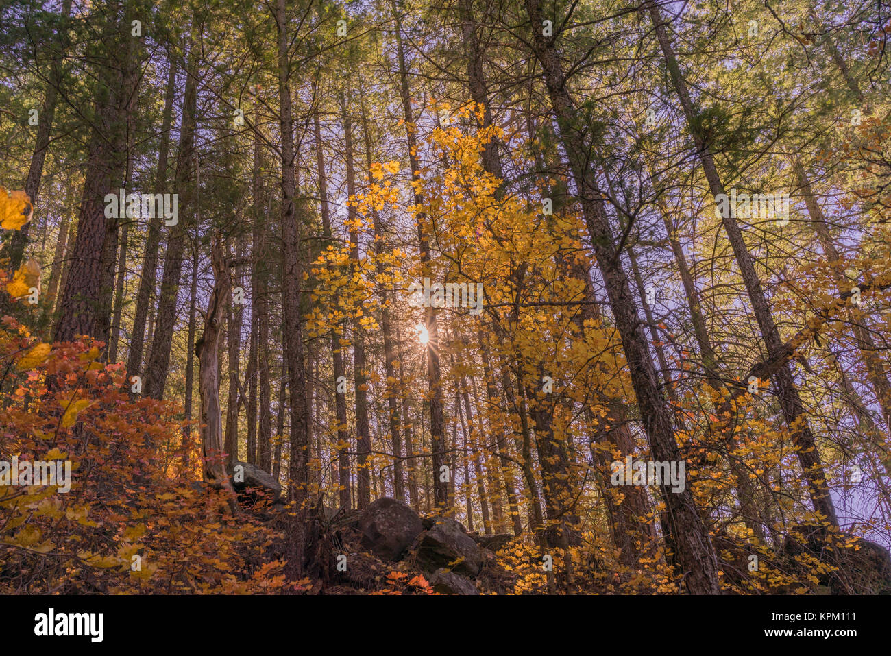 Sunburst through Autumn Trees Stock Photo - Alamy