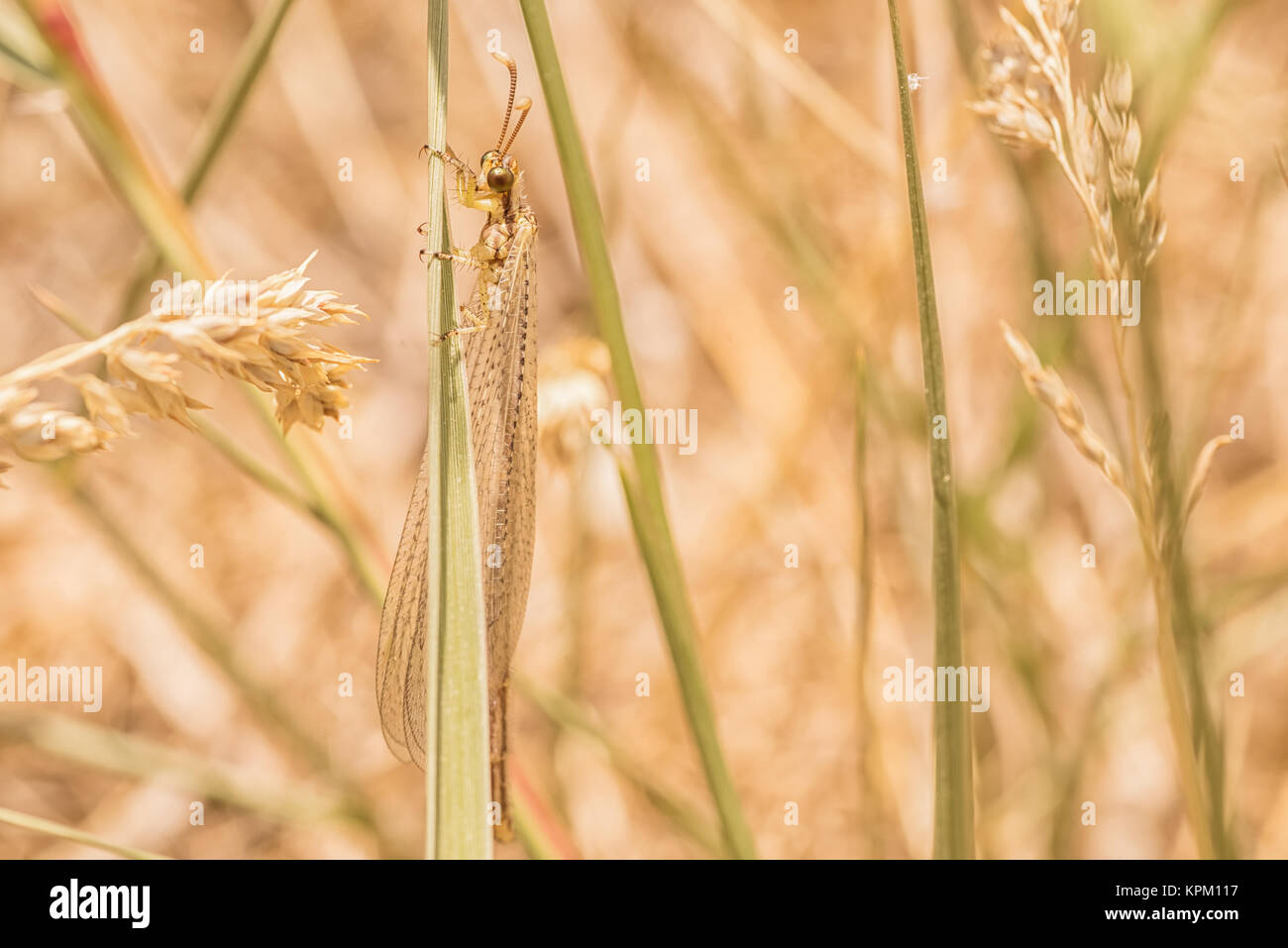 Net Winged Insect Stock Photo - Alamy