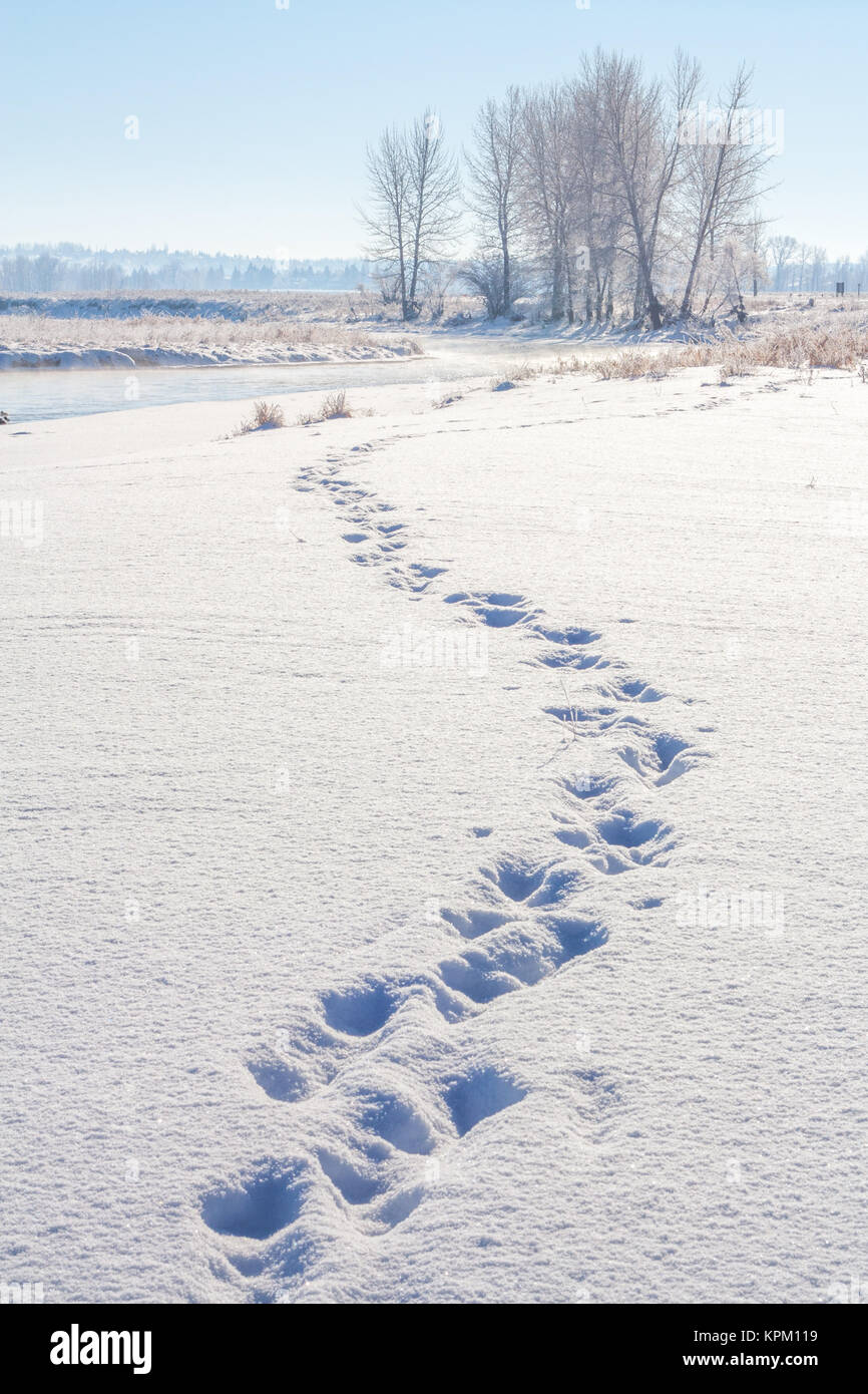 Tracks in the Snow Stock Photo - Alamy