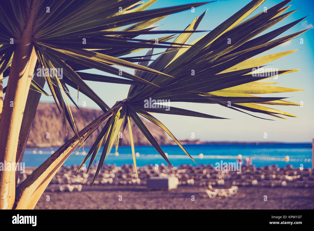 Palm Tree on tropical beach vintage filter Stock Photo - Alamy