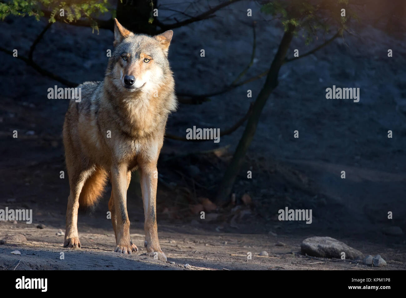 Wolf in wild nature hi-res stock photography and images - Alamy