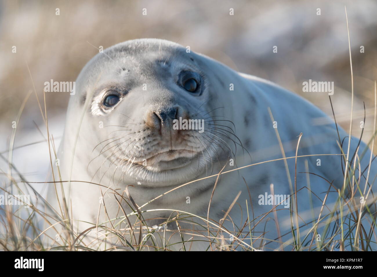 robben baby #3-3 Stock Photo - Alamy