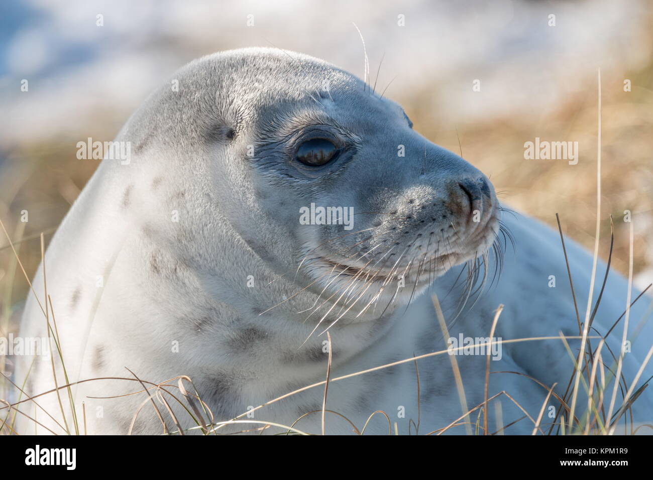 robben baby #3-2 Stock Photo - Alamy