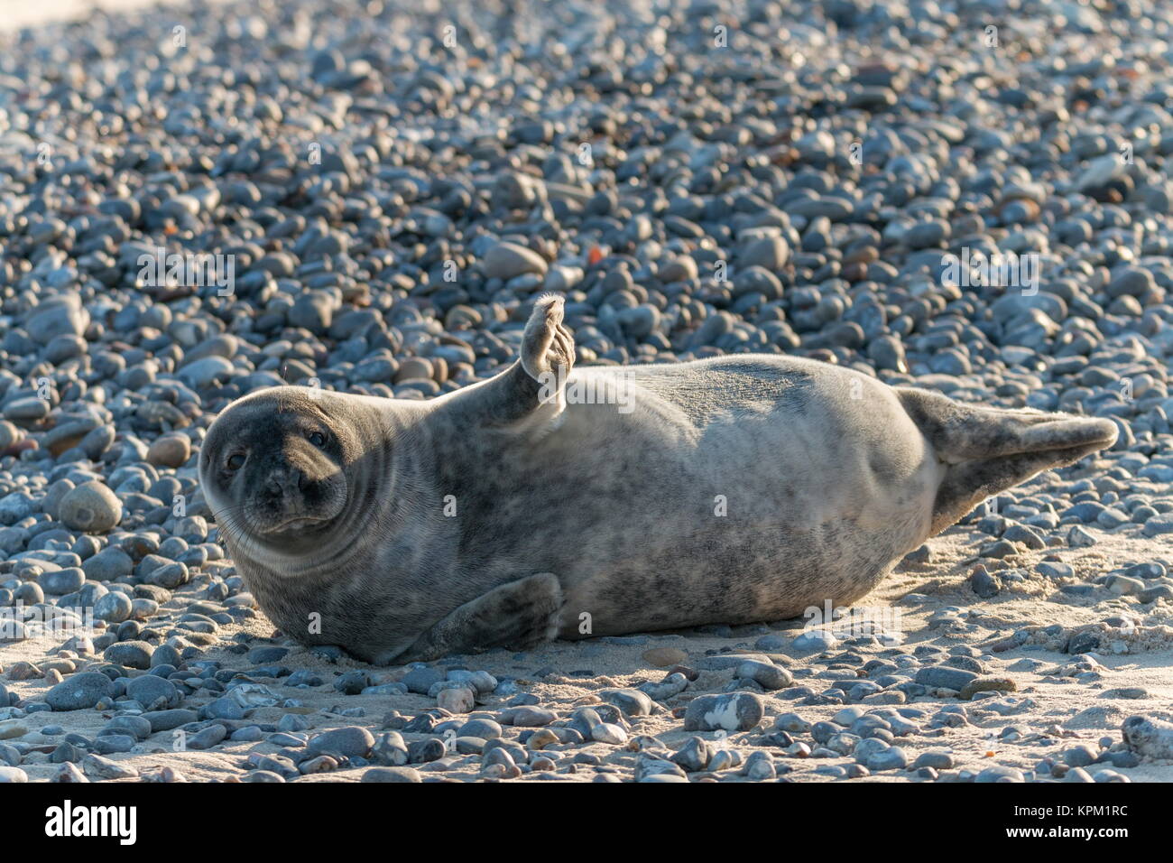 Robben baby hi-res stock photography and images - Alamy