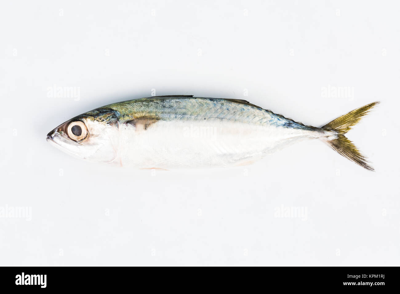 short mackerel on white background Stock Photo - Alamy