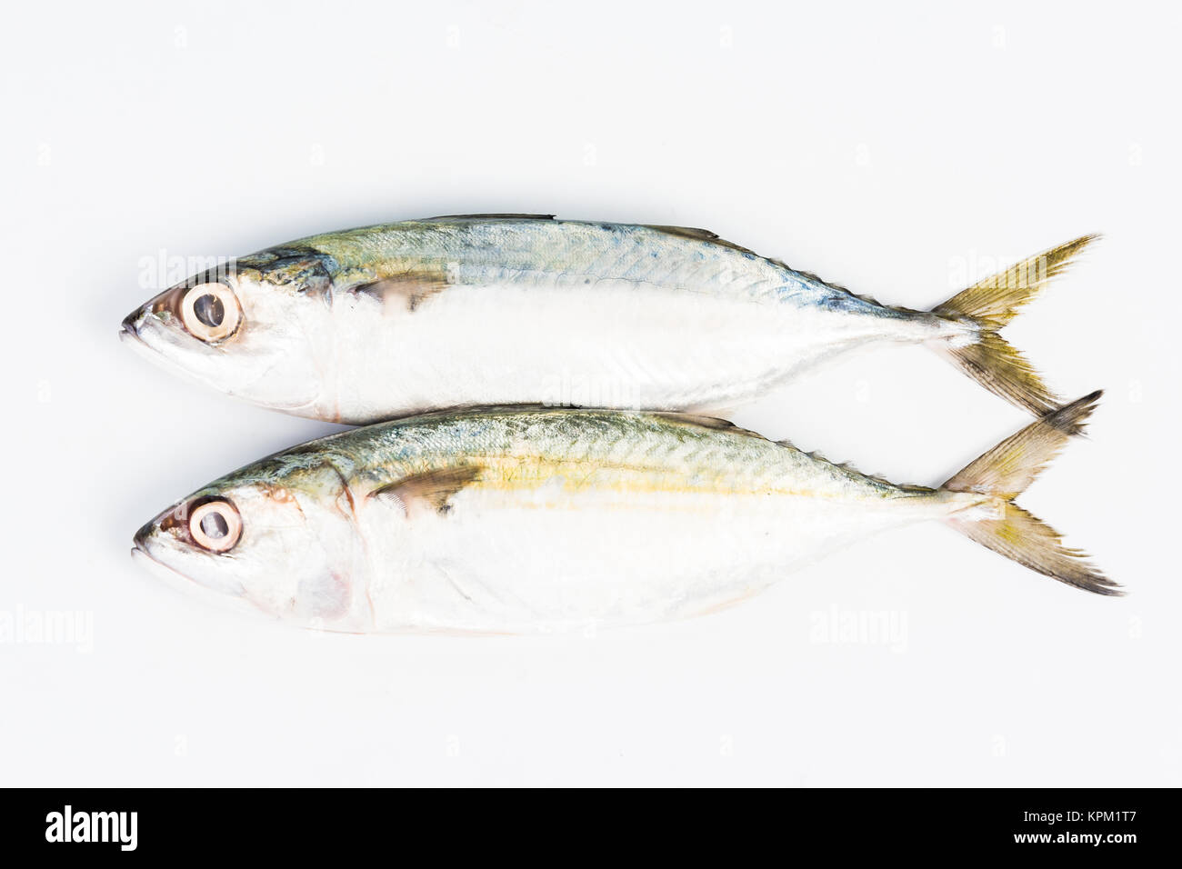 short mackerel on white background Stock Photo - Alamy