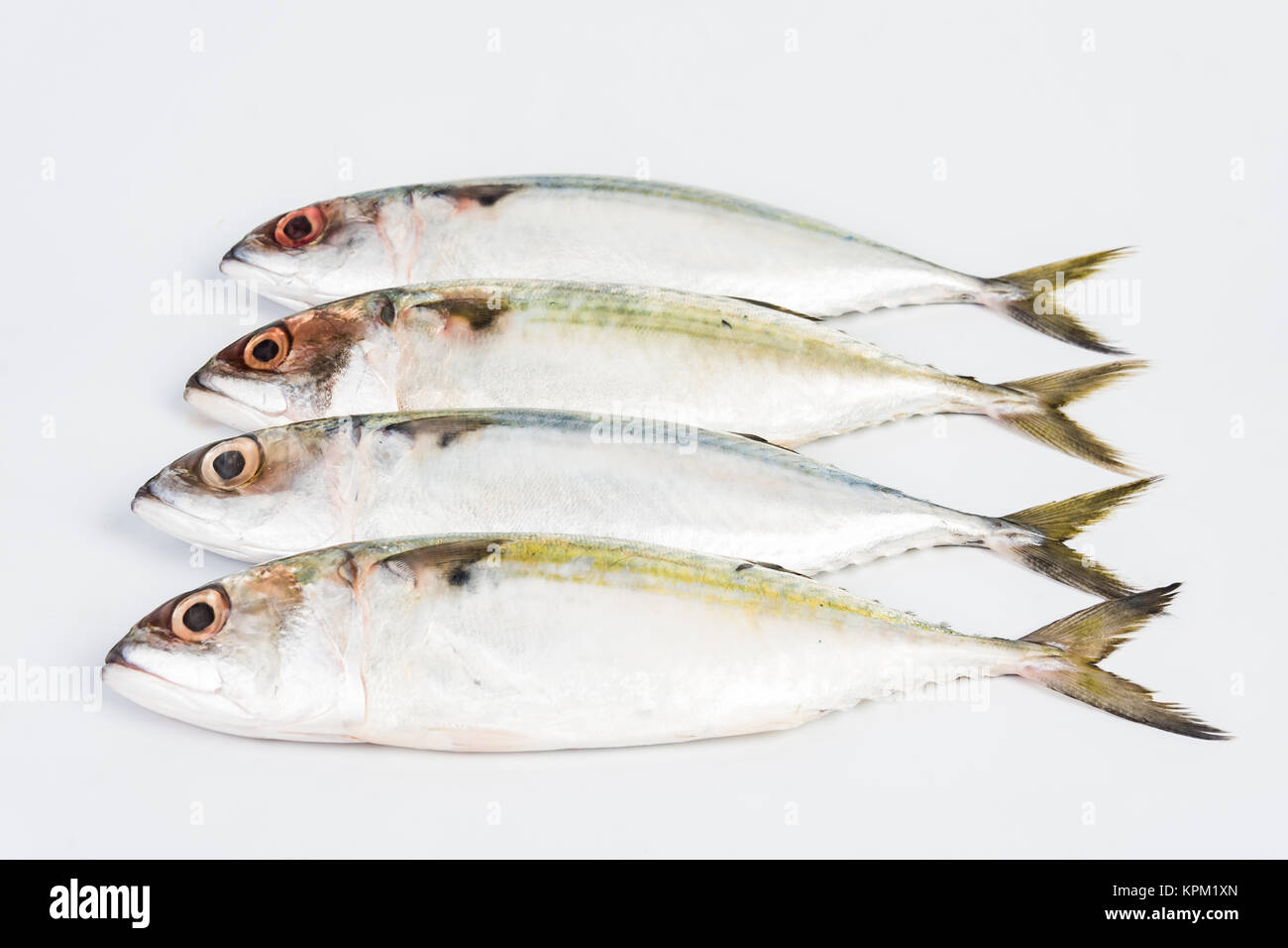 short mackerel on white background Stock Photo - Alamy