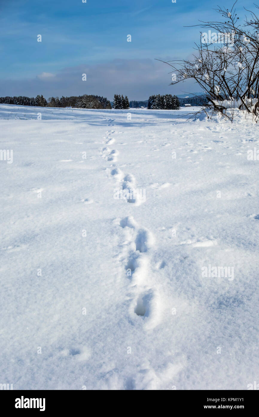 Animal foot prints in snow Stock Photo - Alamy