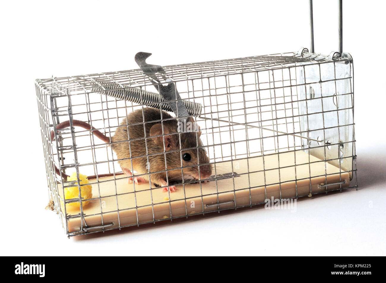 Scoop or mouse trap Stock Photo - Alamy