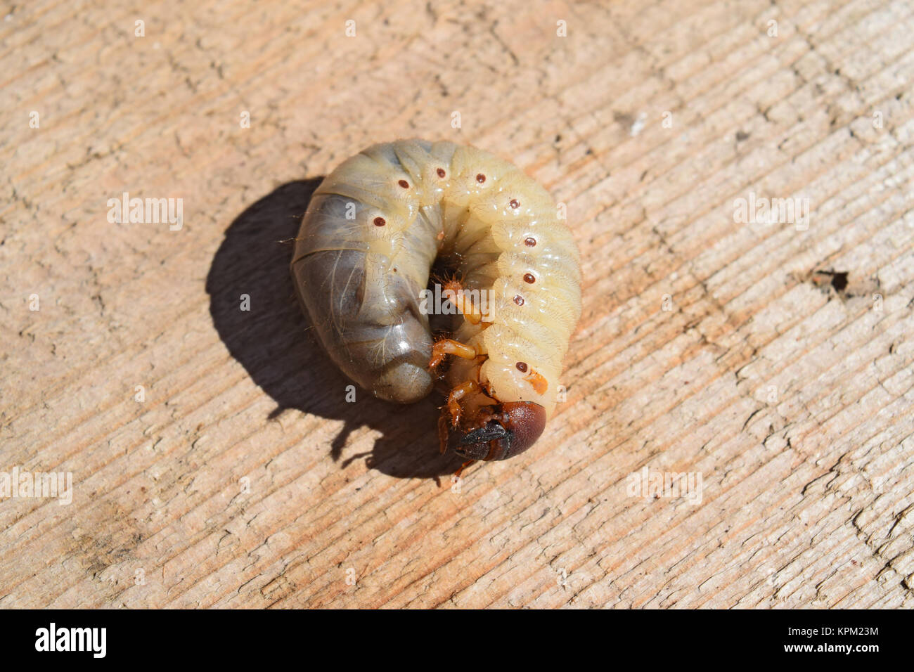 Baby beetles hi-res stock photography and images - Alamy