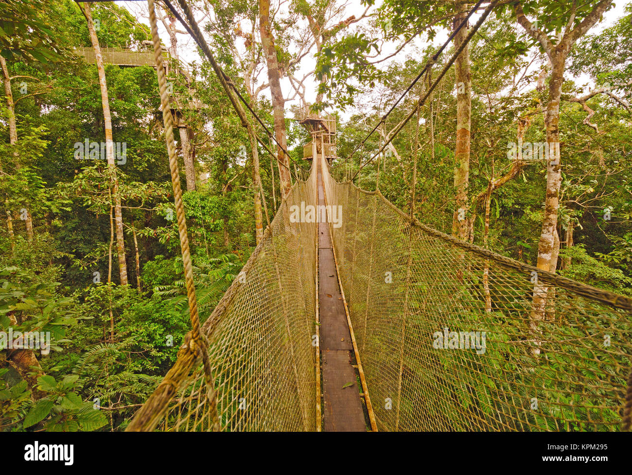 Canopy walkway amazon rainforest hi-res stock photography and images ...