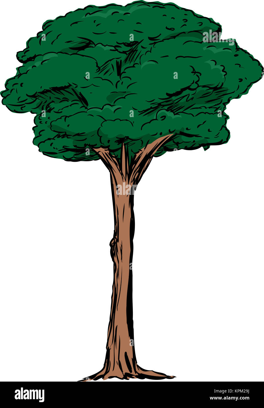 Isolated Tall Tree Illustration Stock Photo - Alamy