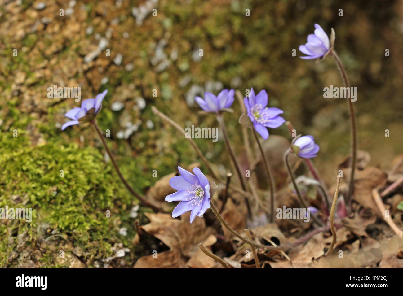 hepatica (hepatica nobilis Stock Photo - Alamy