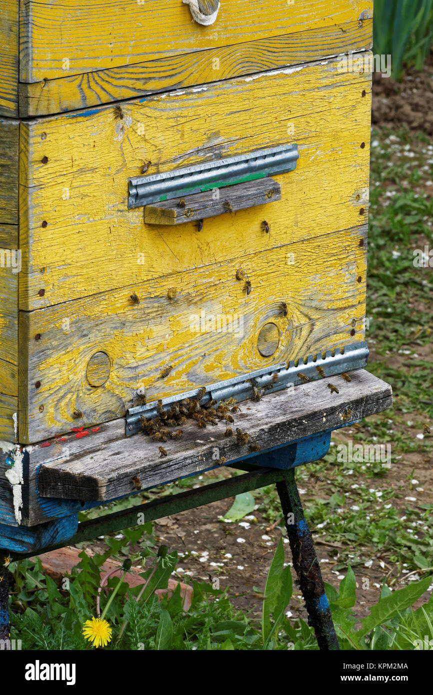 Bees in open bee hive hi-res stock photography and images - Alamy