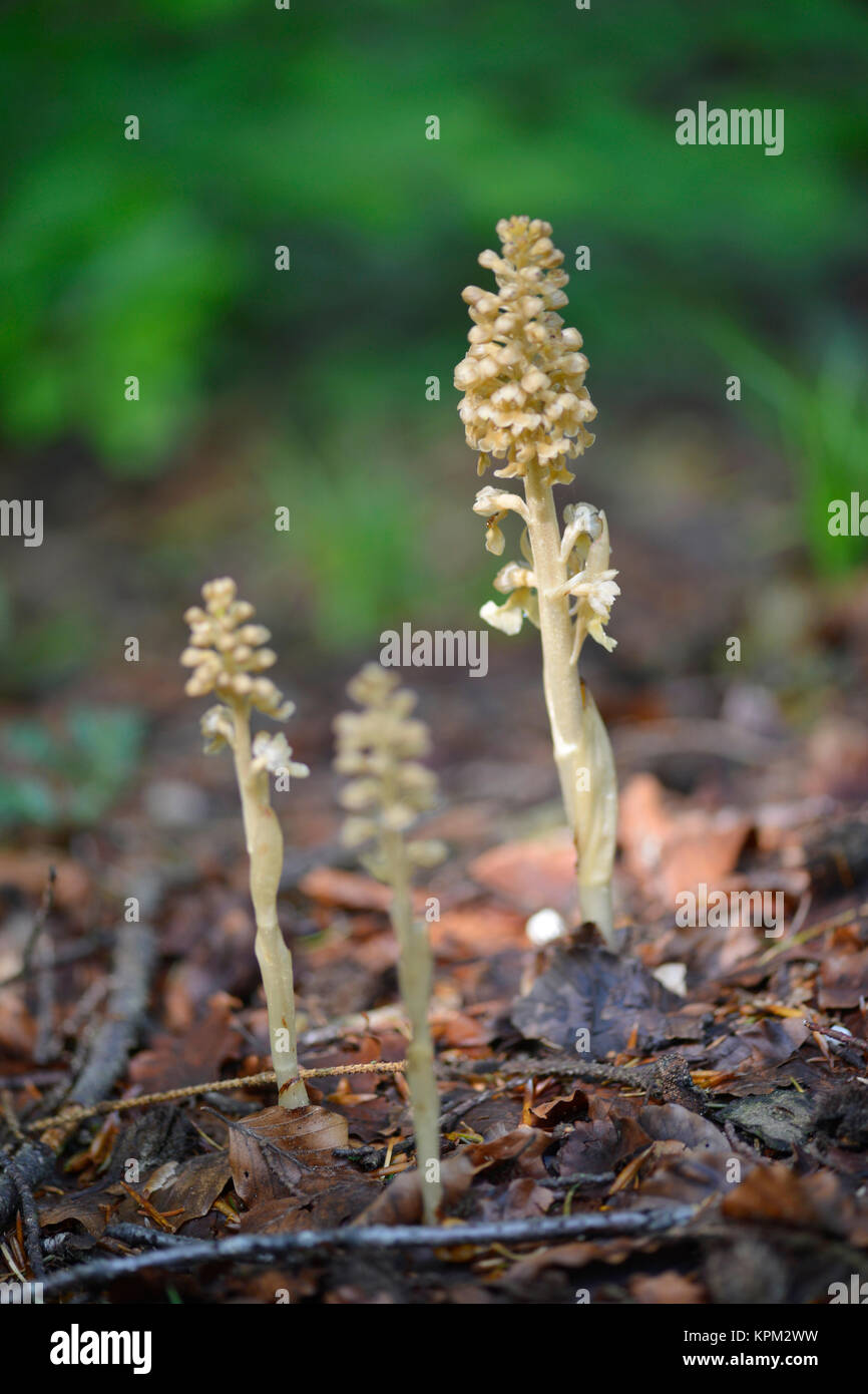Neottia nidusavis hi-res stock photography and images - Alamy