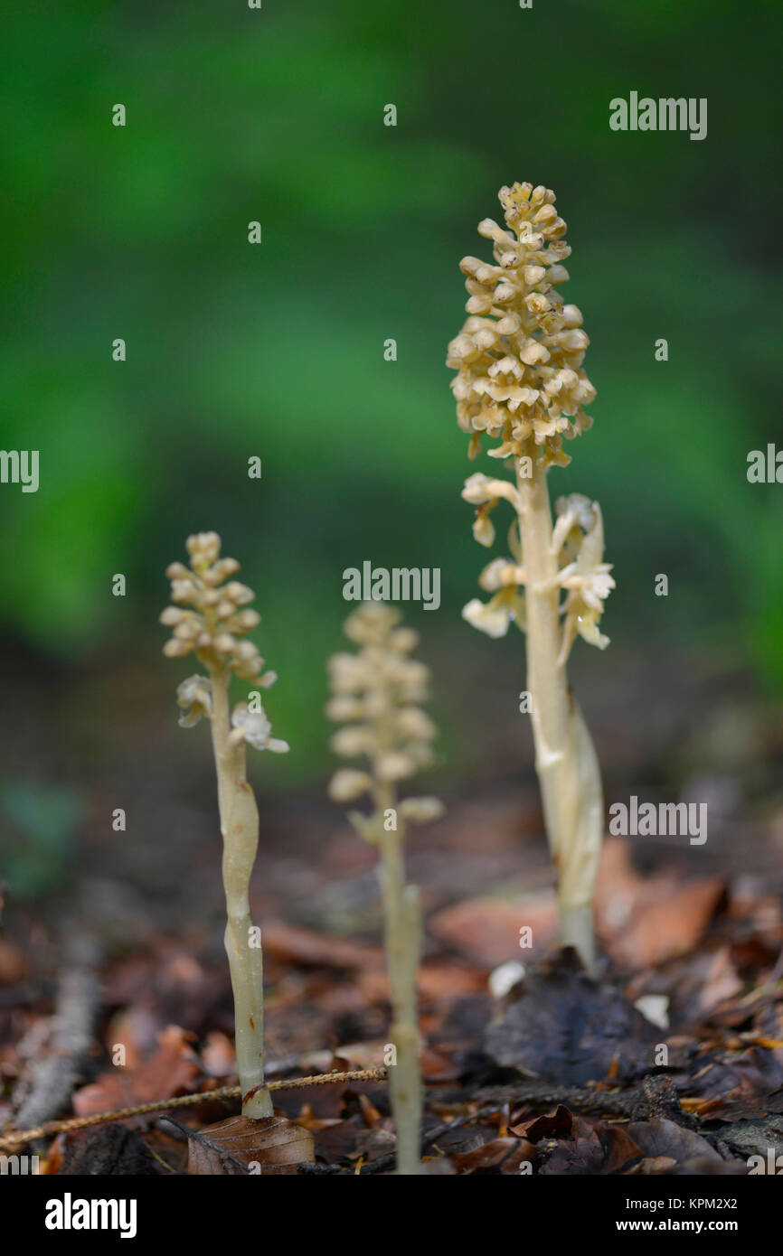 Neottia nidusavis hi-res stock photography and images - Alamy