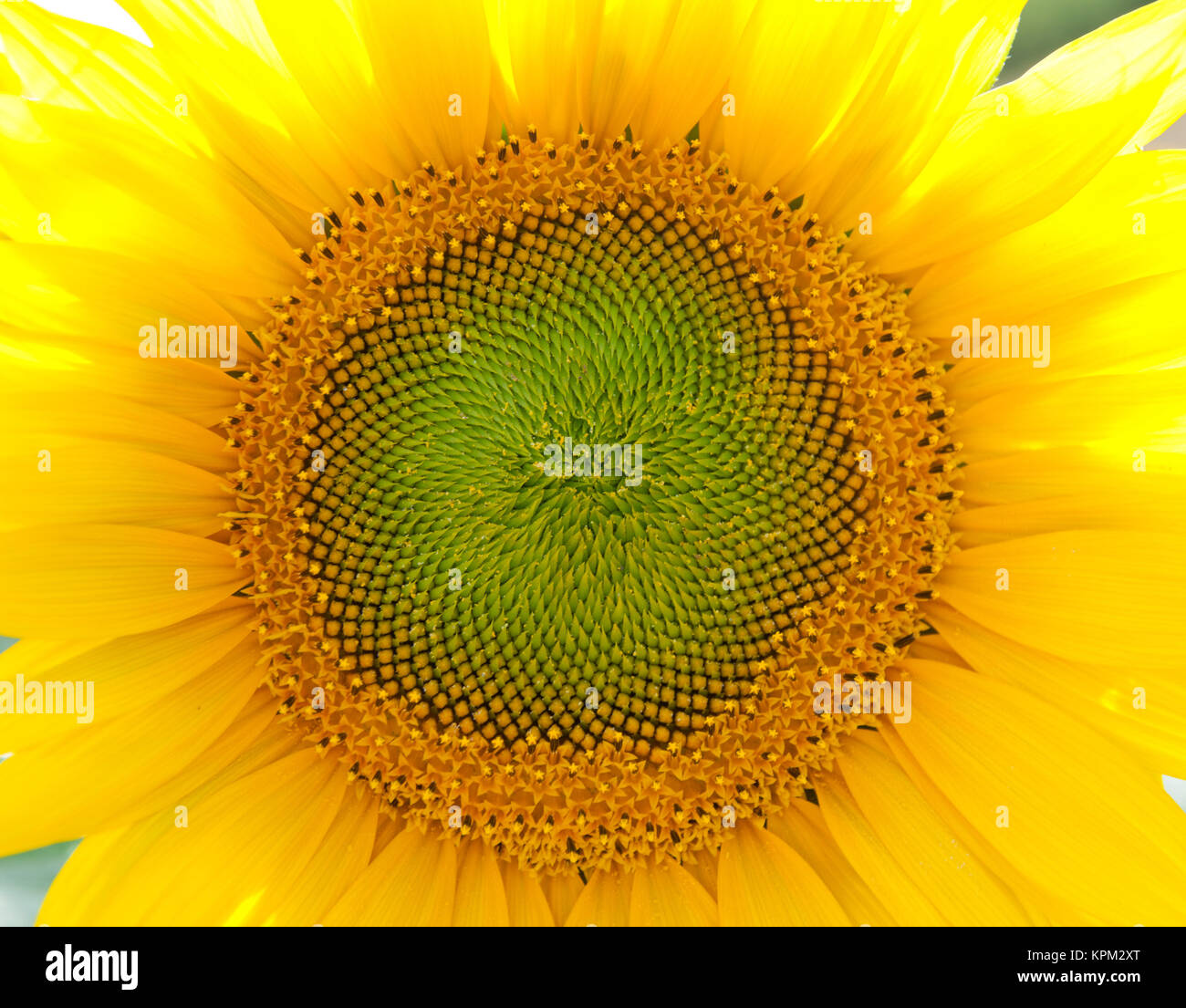 Single sunflower hi-res stock photography and images - Alamy