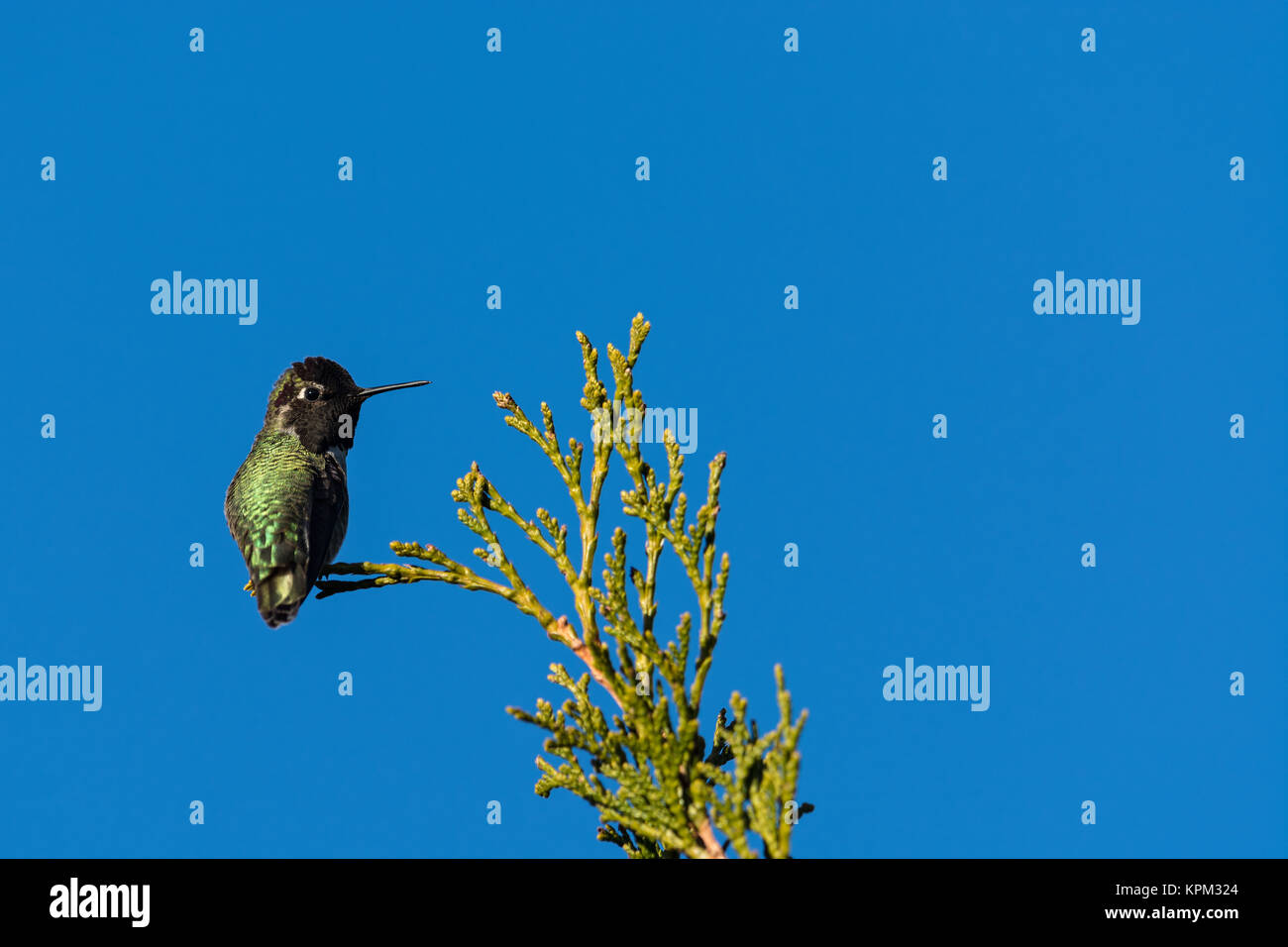 Anna's Hummingbird (Calypte anna Stock Photo - Alamy