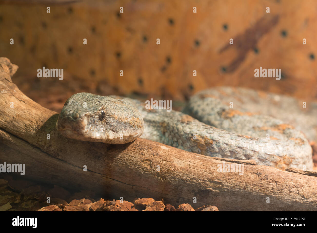 Snake in the terrarium - Levantine viper Stock Photo - Alamy