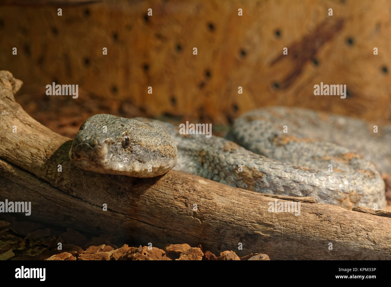 Snake in the terrarium - Levantine viper Stock Photo - Alamy
