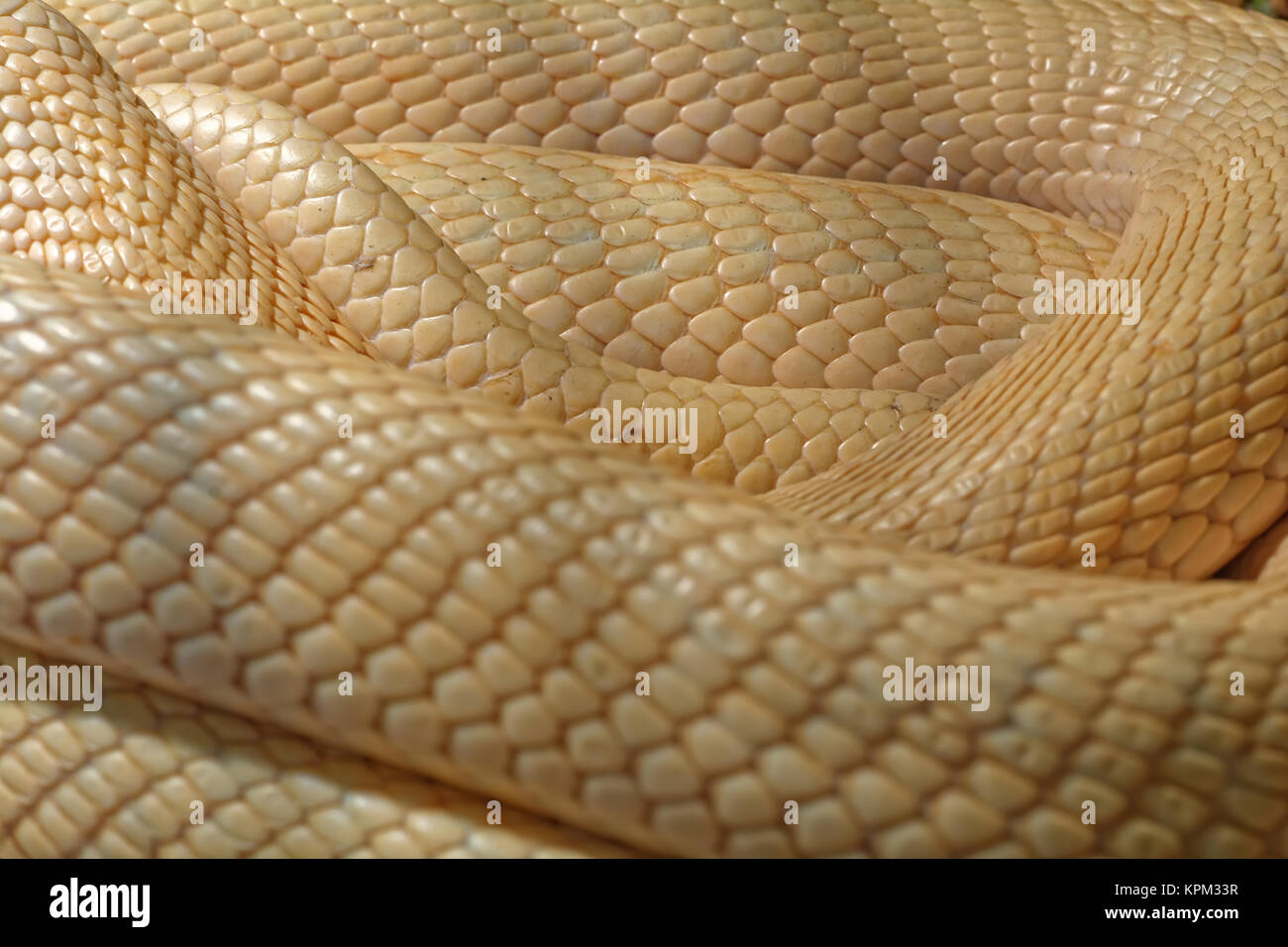 Albino tree snake hi-res stock photography and images - Alamy