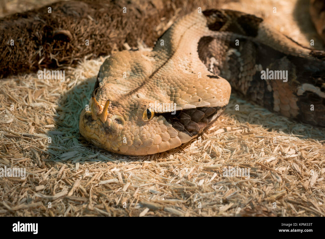 Snake in the terrarium - Gaboon viper Stock Photo - Alamy
