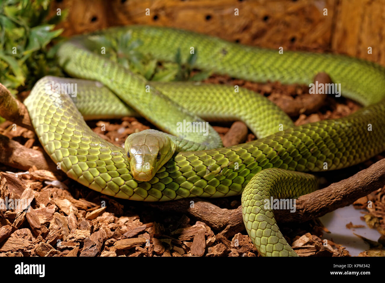 Snake in the terrarium - Green rat snake Stock Photo - Alamy
