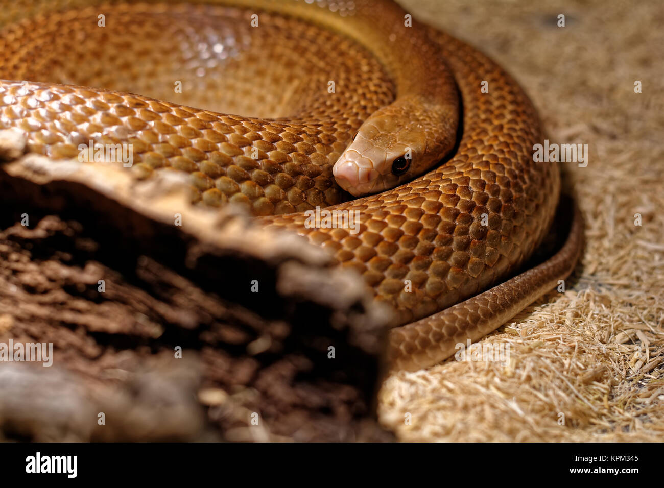 Coastal taipan snake hi-res stock photography and images - Alamy