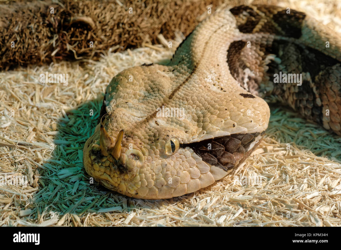 Snake in the terrarium - Gaboon viper Stock Photo - Alamy