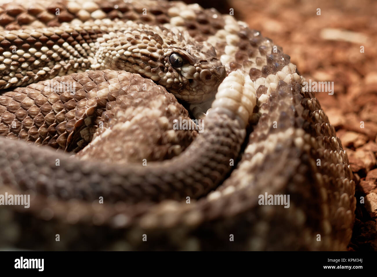 Snake in the terrarium - Tropical rattlesnake Stock Photo - Alamy