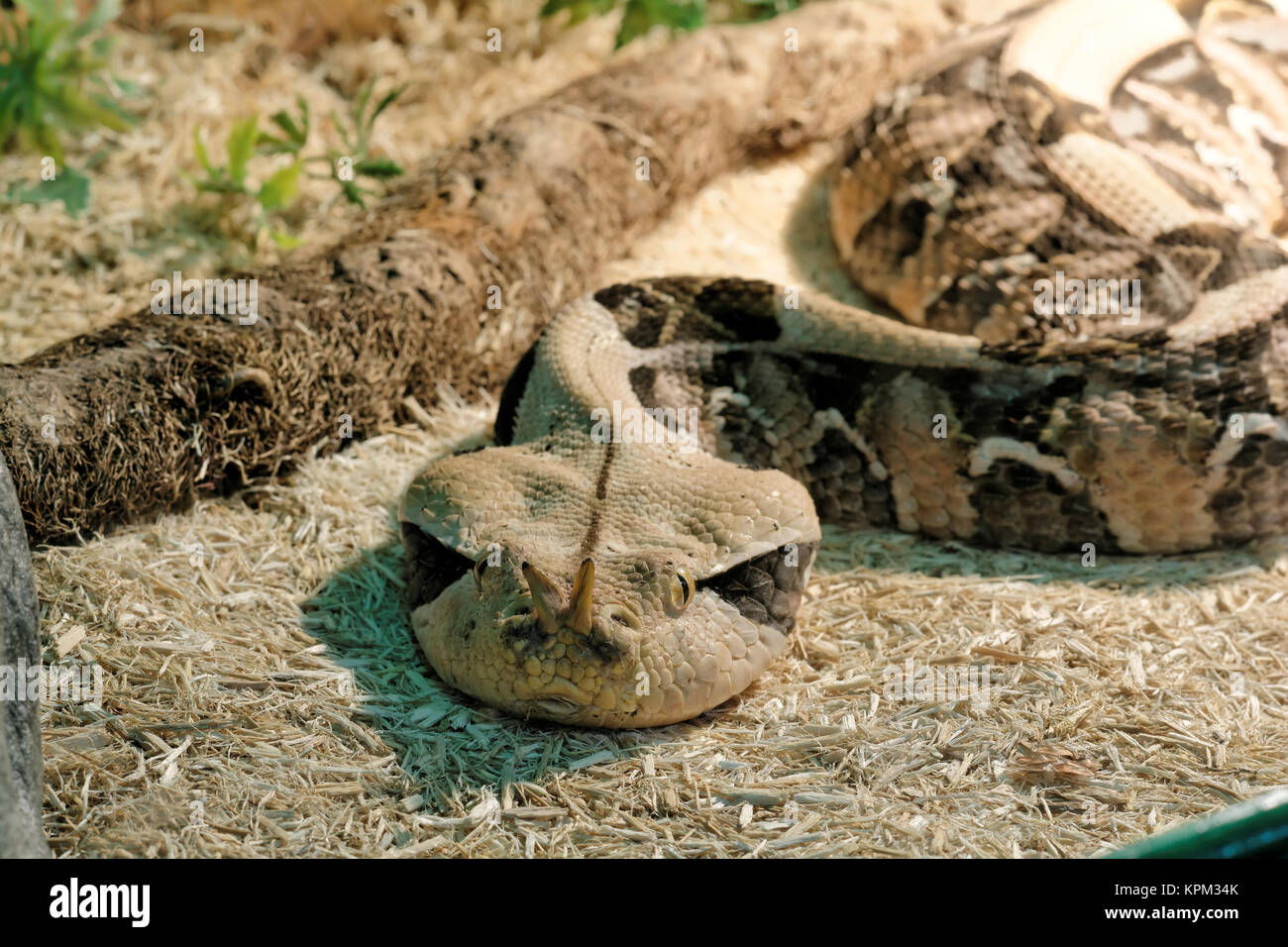 Snake in the terrarium - Gaboon viper Stock Photo - Alamy
