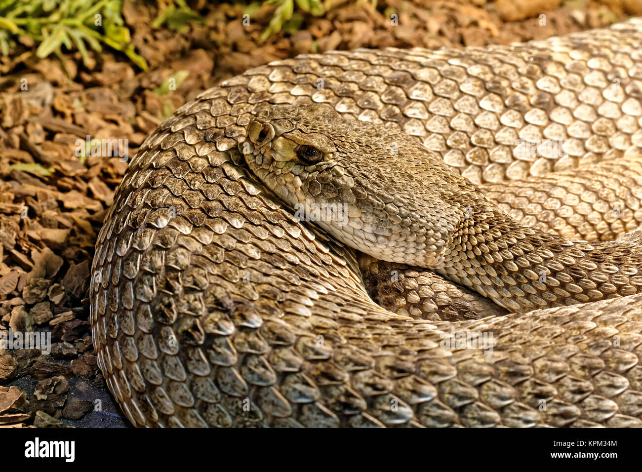 Levantine adder hi-res stock photography and images - Alamy