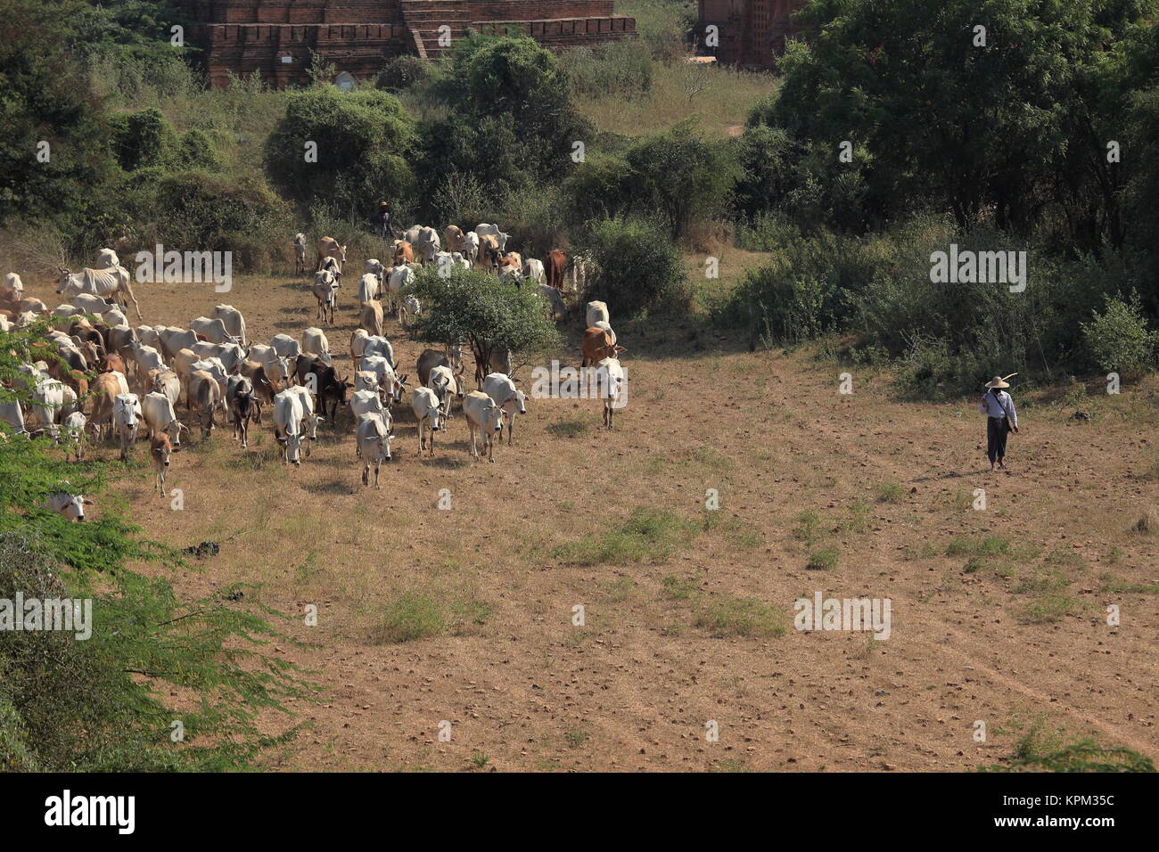 Livestock herd hi-res stock photography and images - Alamy