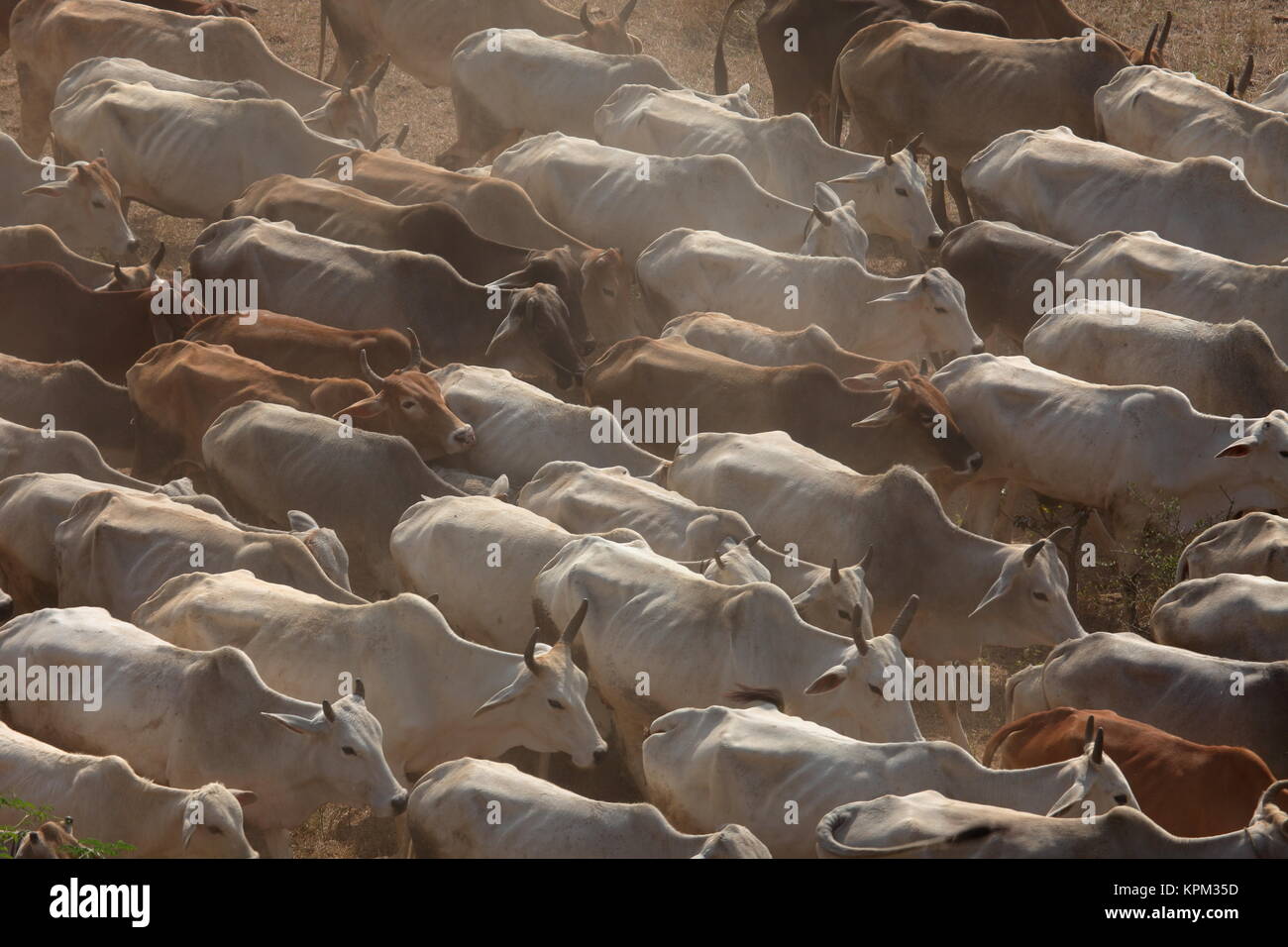 Livestock herd hi-res stock photography and images - Alamy