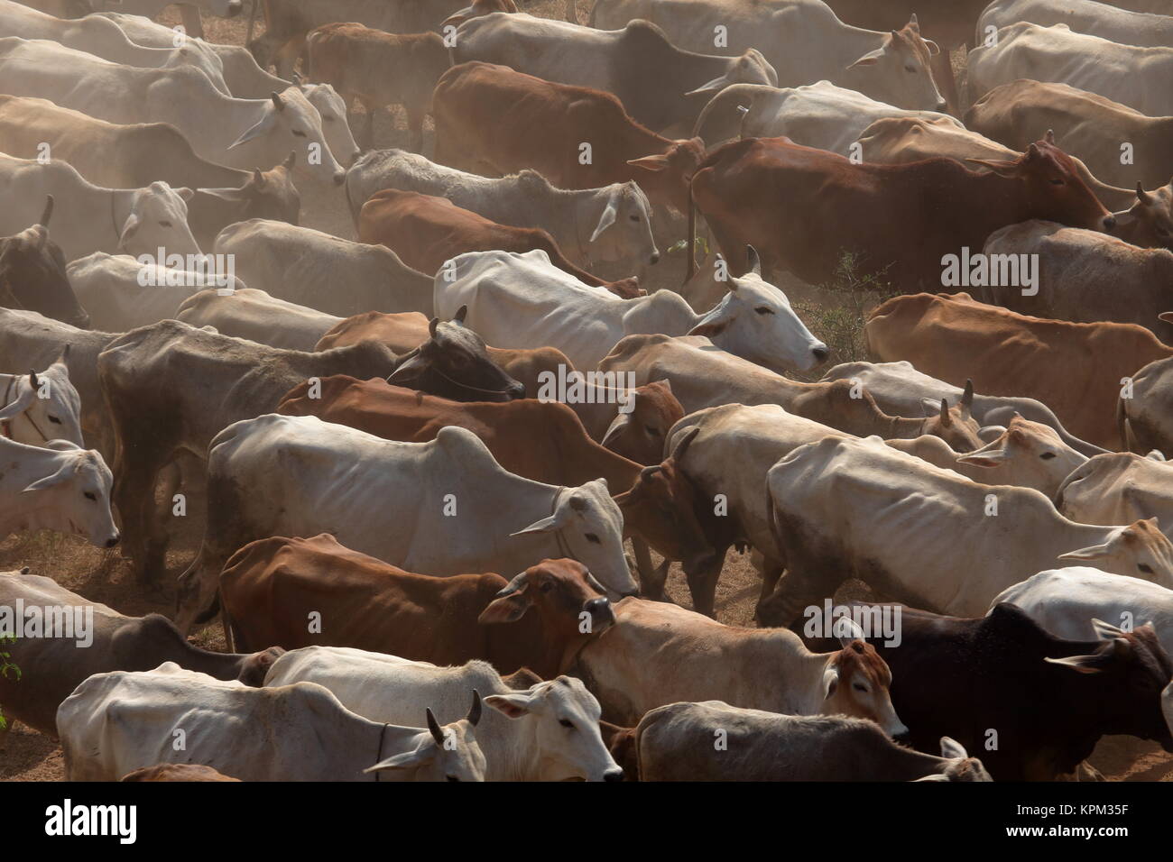 Livestock herd hi-res stock photography and images - Alamy