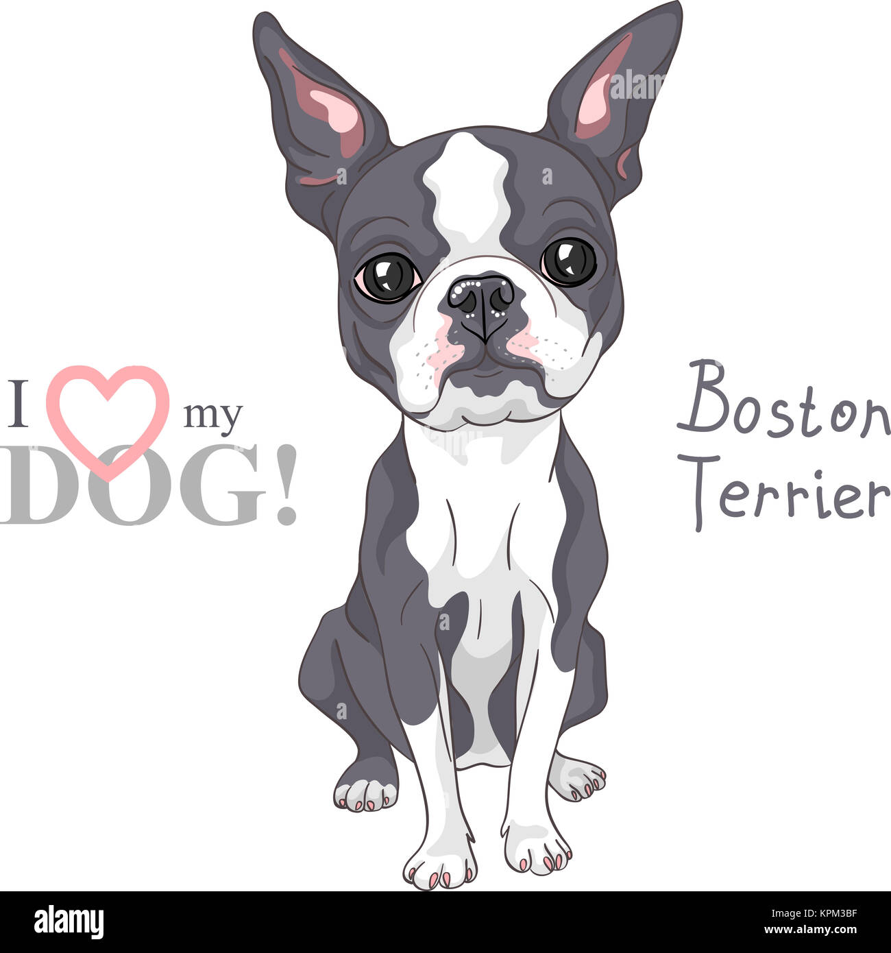 Brindle boston terrier hi-res stock photography and images - Alamy