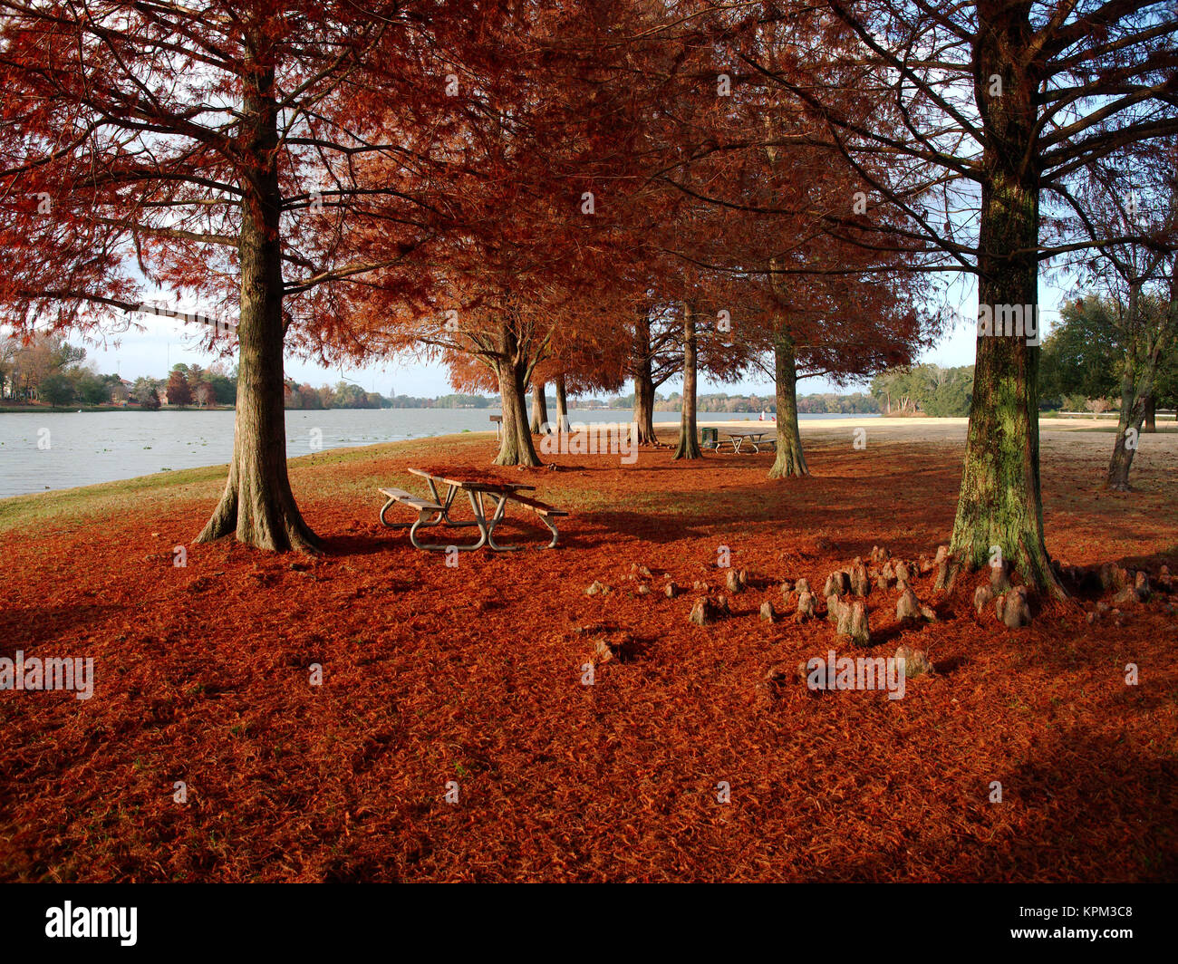 View of Cypress trees with red leaves at University Lake, Baton Rouge ...
